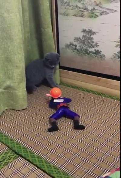 🔥 Cat ambushed by soldier : StartledCats 🔥 Cat ambushed by soldier : StartledCats